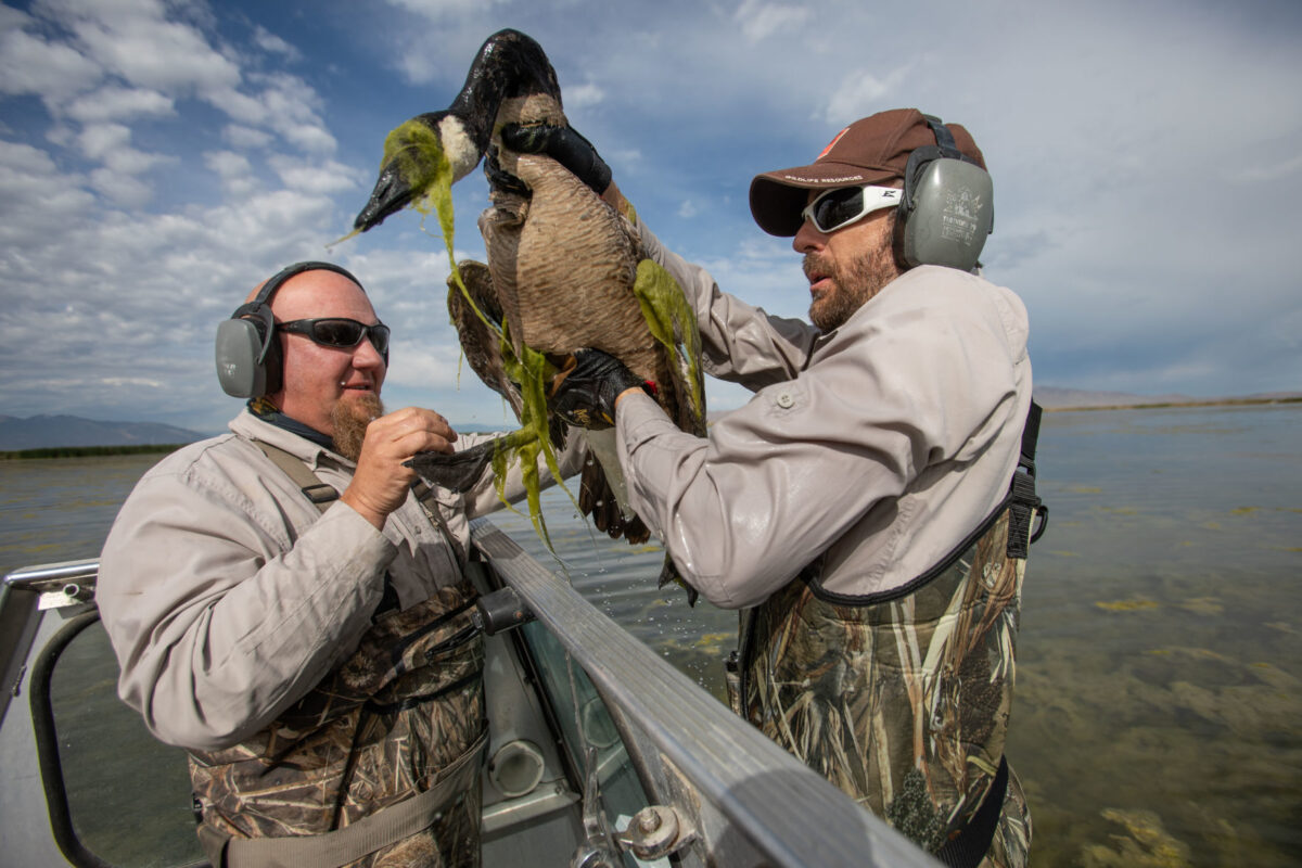 DWR captures and tracks geese across Northern Utah | News, Sports, Jobs ...